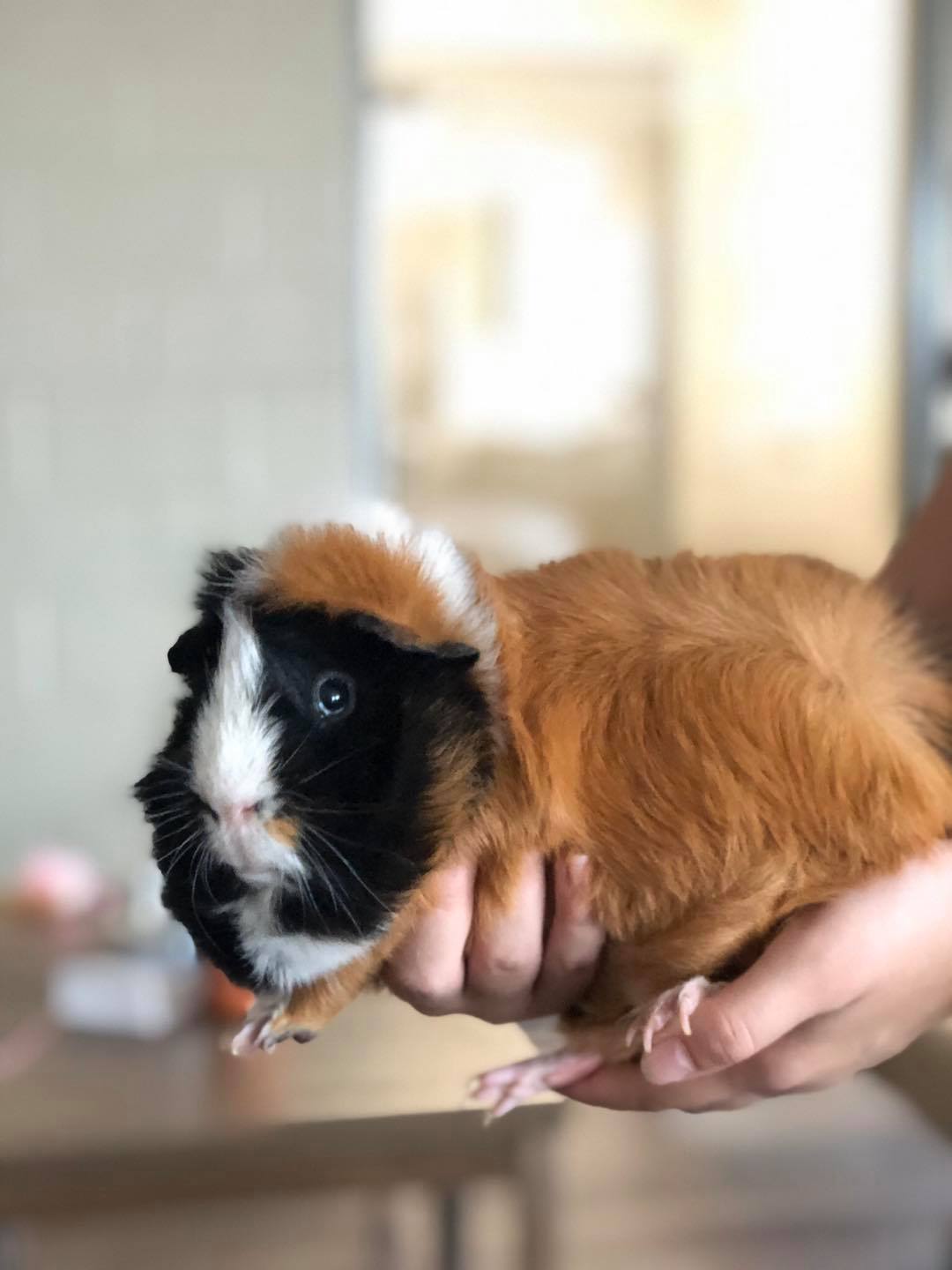 Pig 2 - Fond du Lac Humane Society