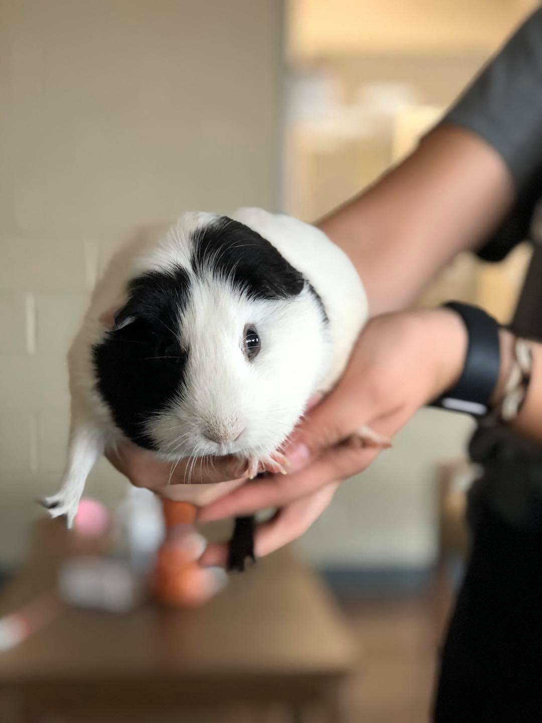 Pig 4 - Fond du Lac Humane Society