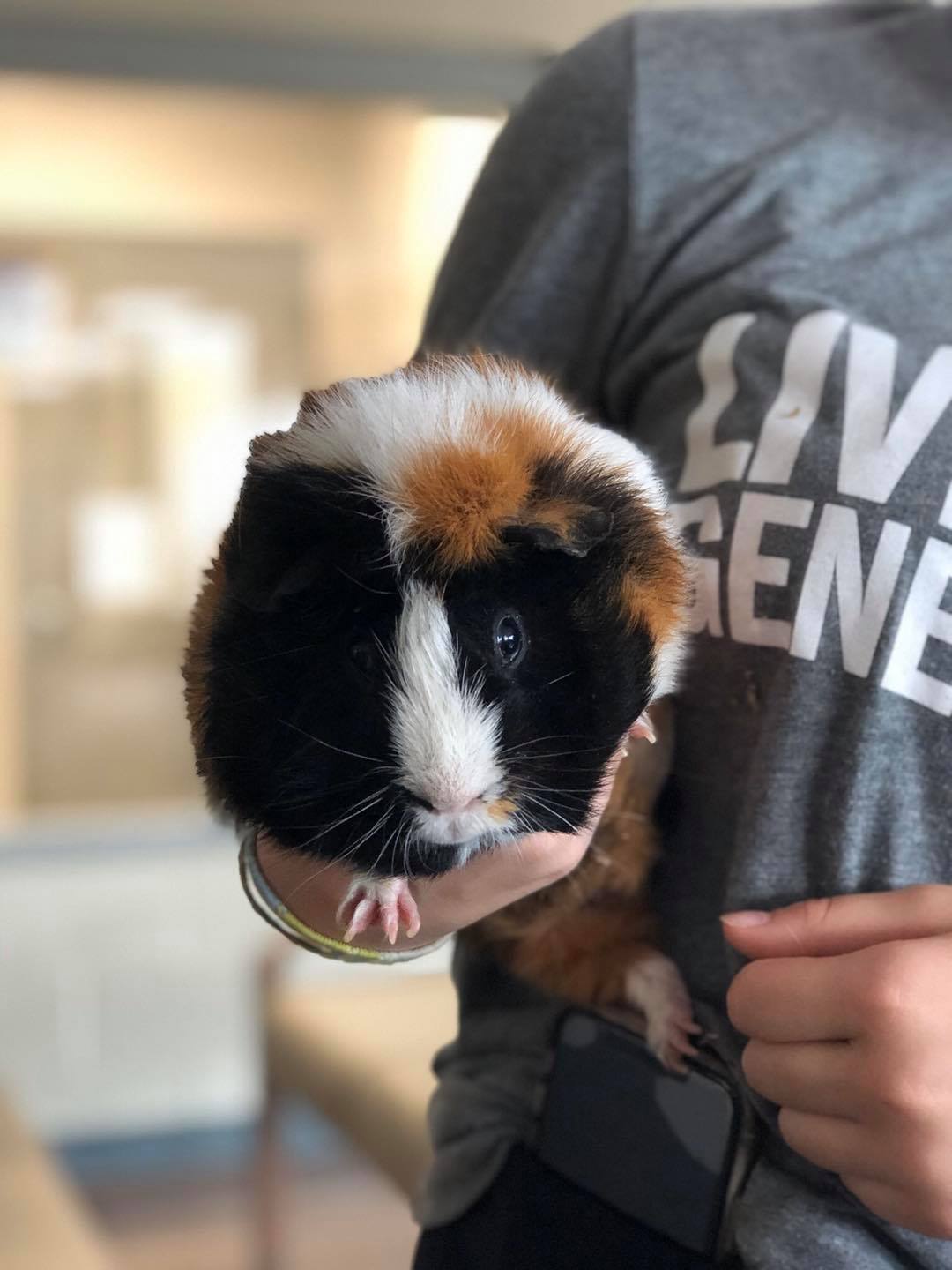 pig1 - Fond du Lac Humane Society