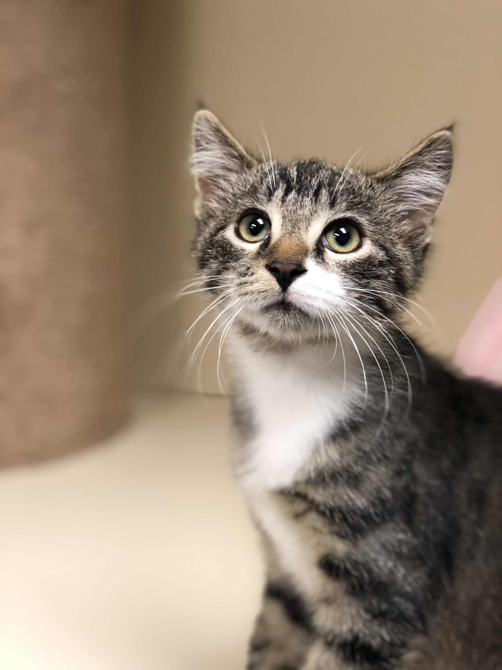 Tyler - Fond du Lac Humane Society