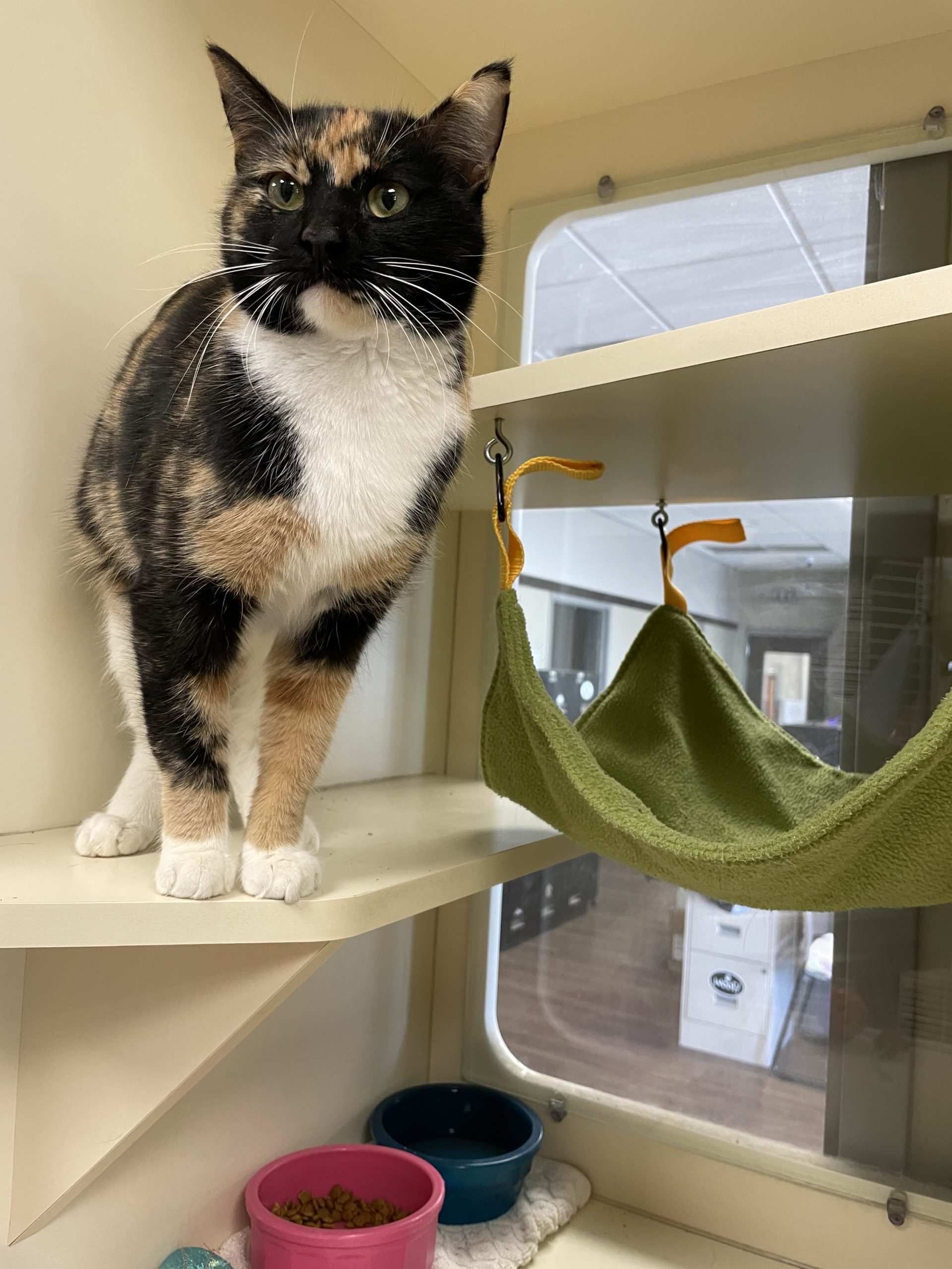 Stuffle - Fond du Lac Humane Society