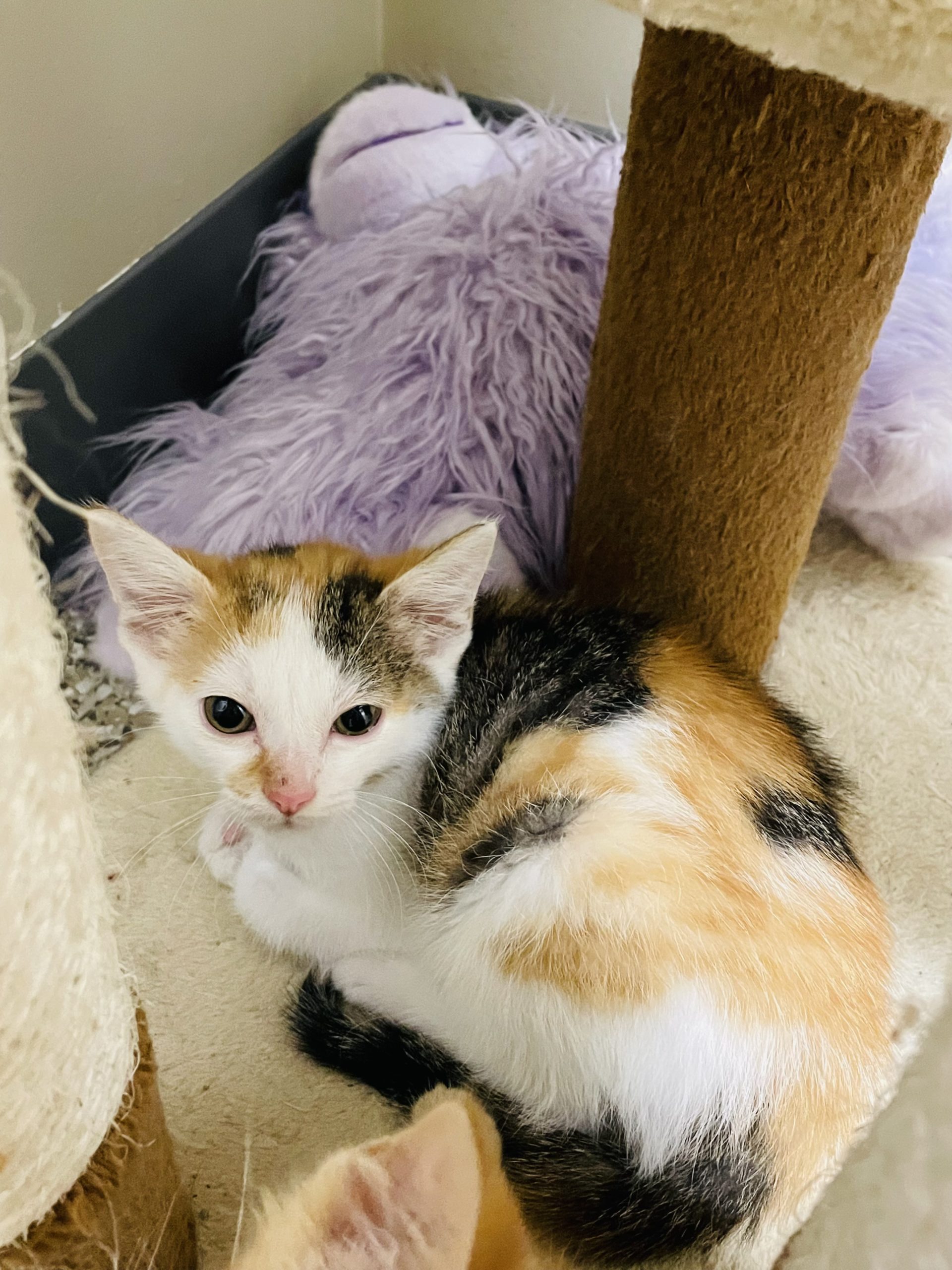 Macoun - Fond du Lac Humane Society