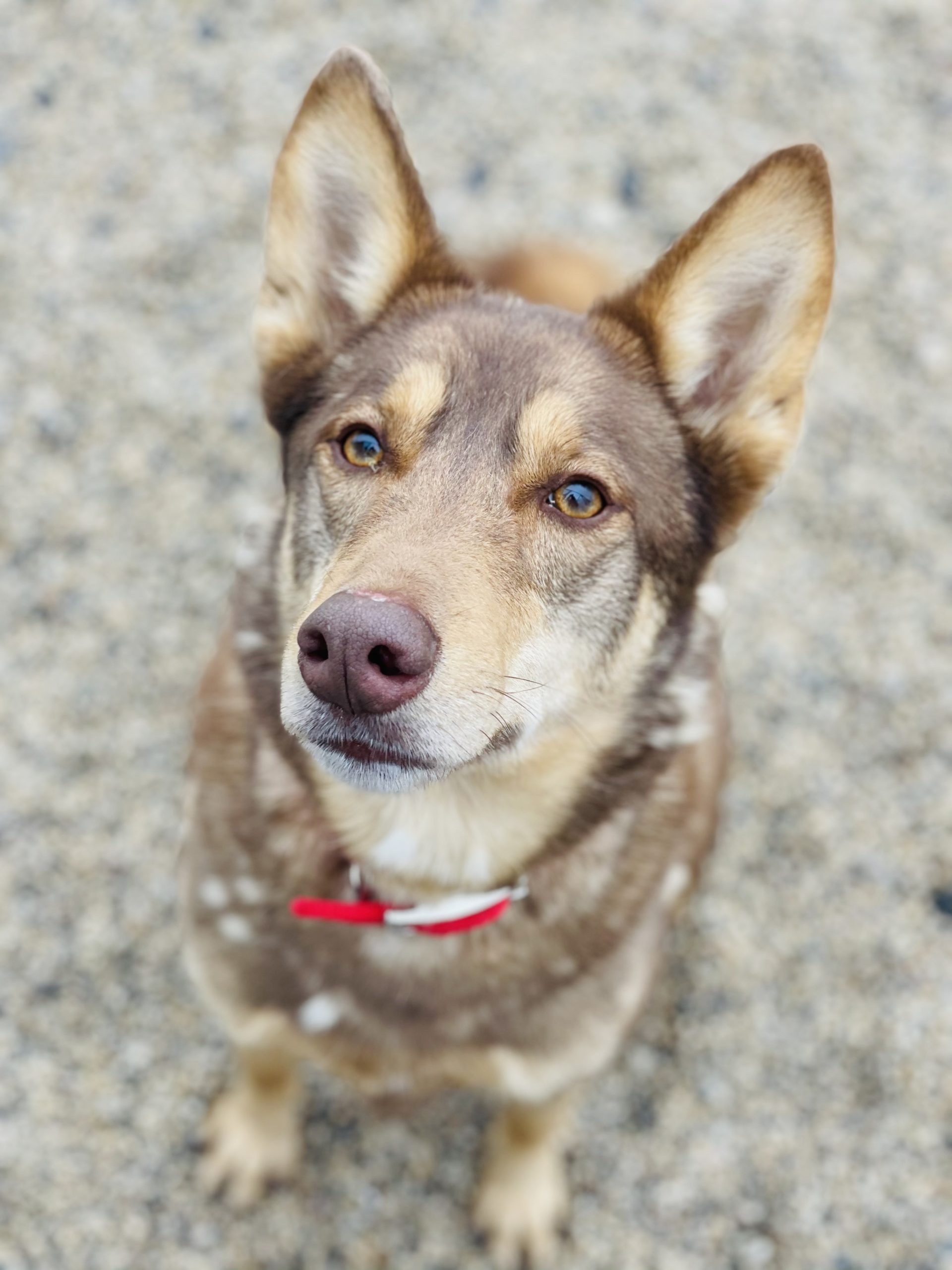 Yodel - Fond du Lac Humane Society