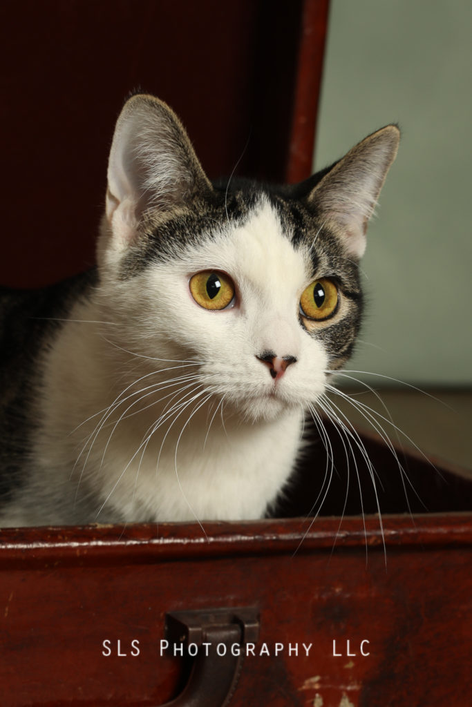Raynee - Fond du Lac Humane Society