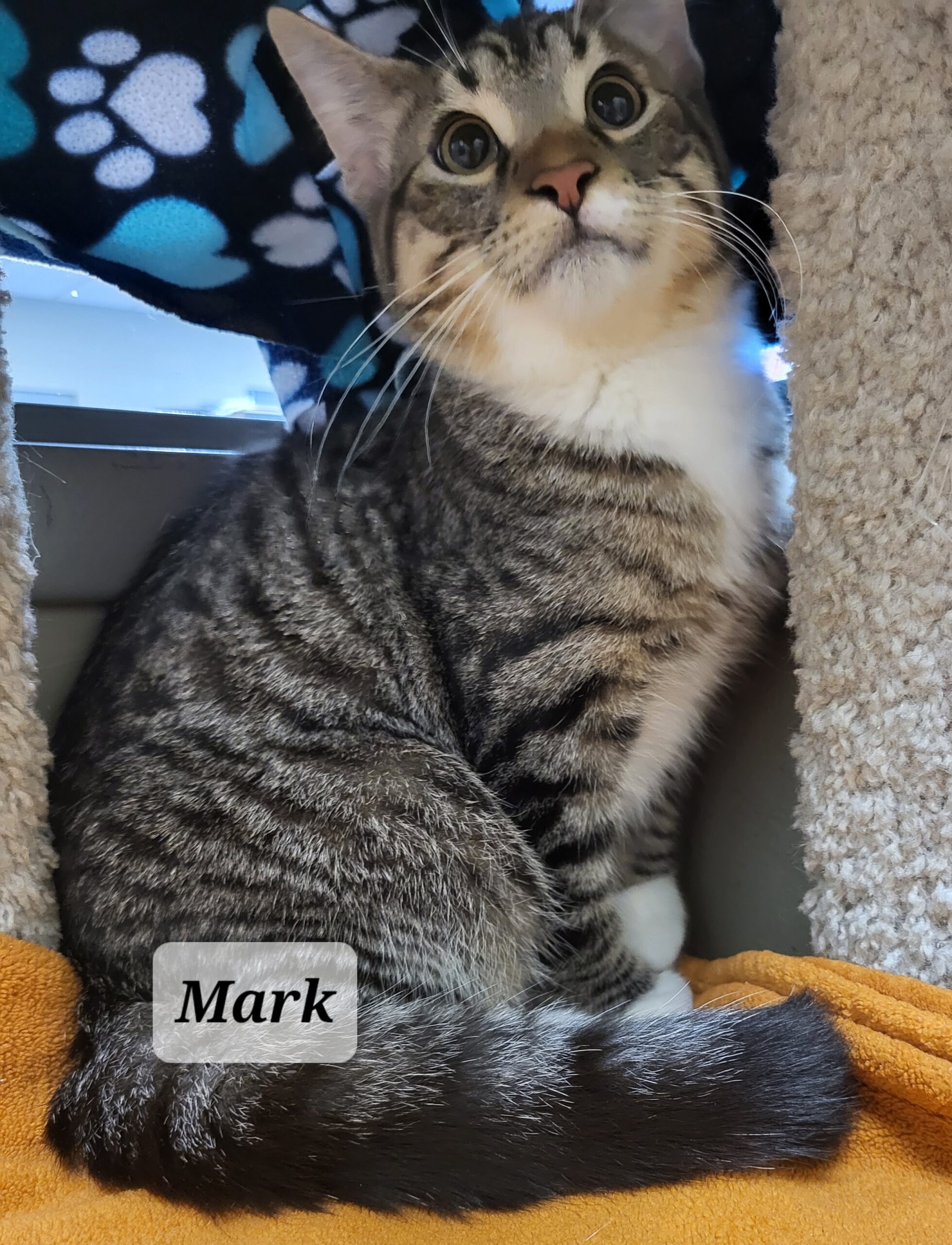Mark - Fond du Lac Humane Society