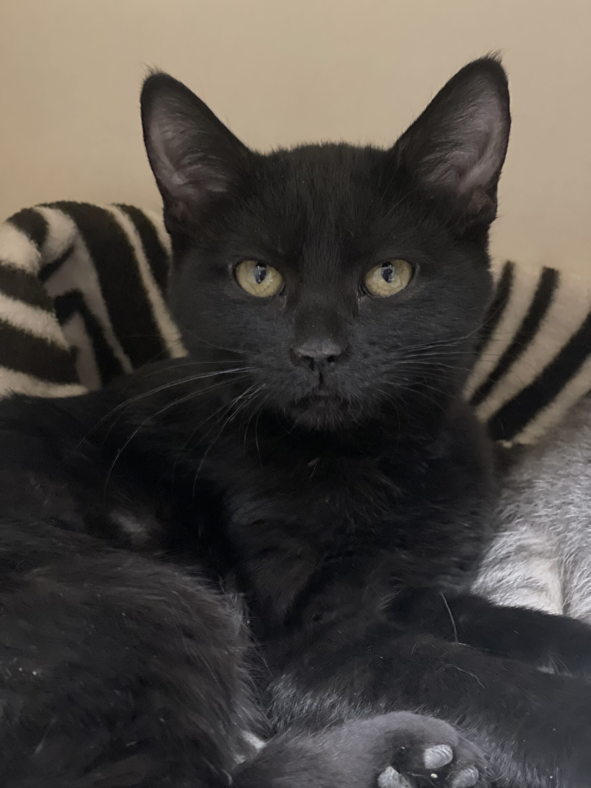 Cats Archives - Fond du Lac Humane Society