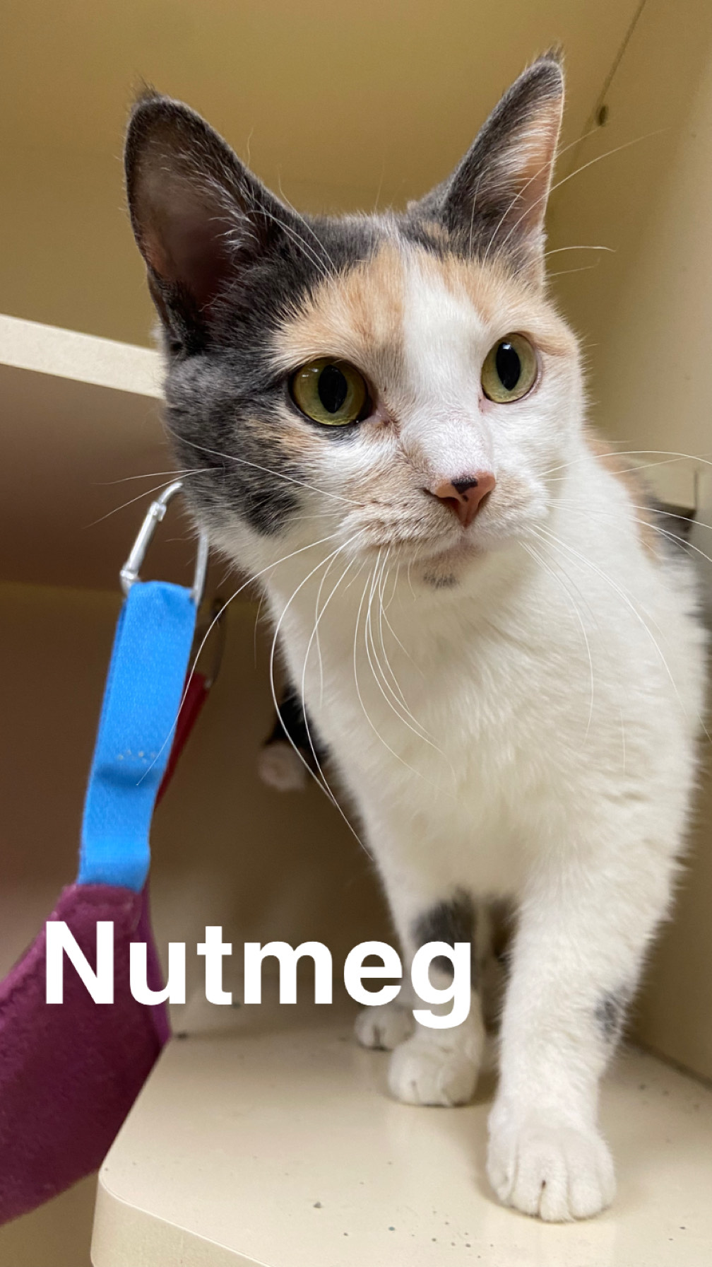 Nutmeg - Fond du Lac Humane Society