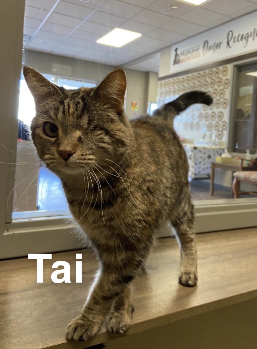 Tai - Fond du Lac Humane Society