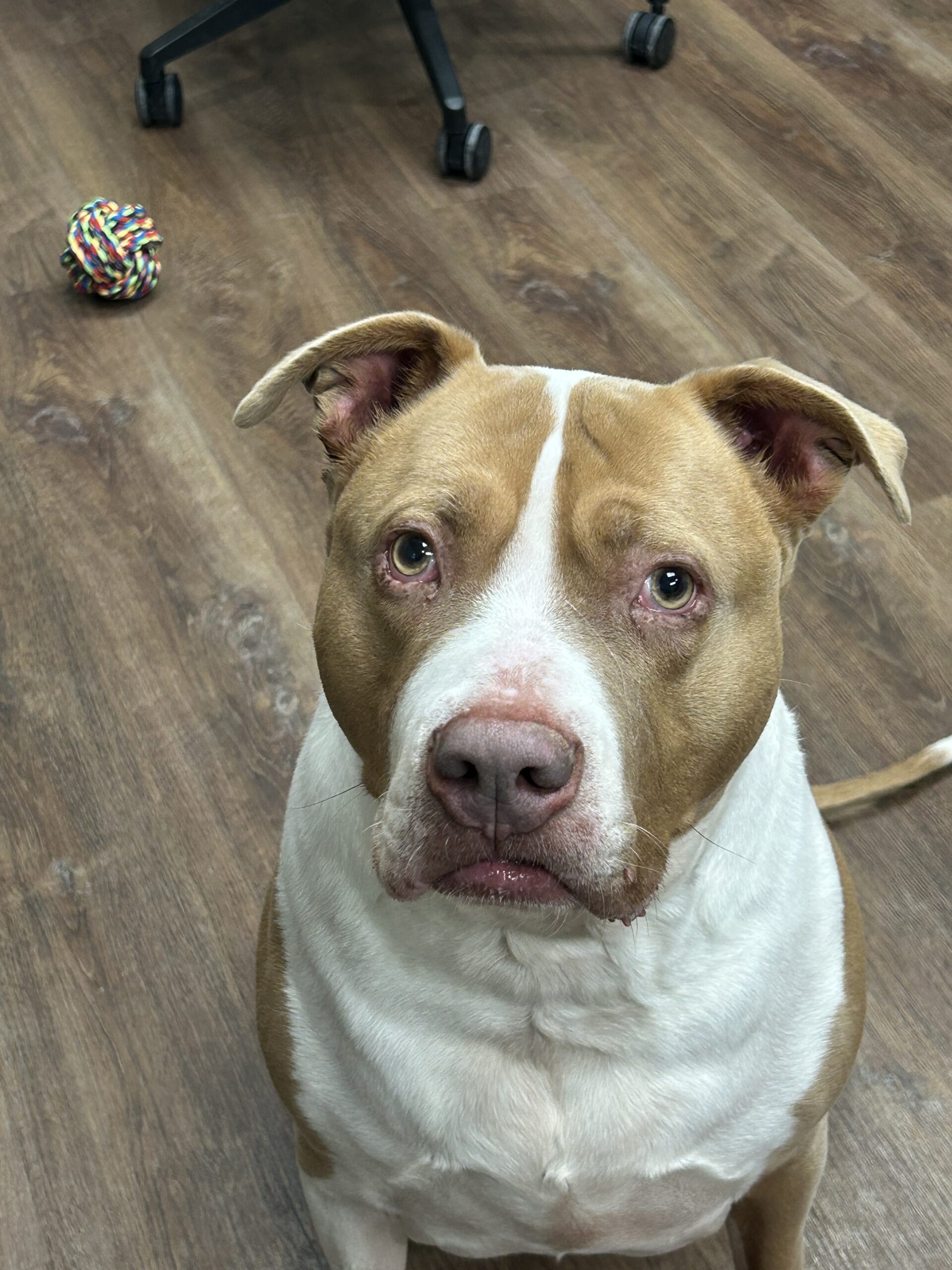 Dogs Archives - Fond du Lac Humane Society