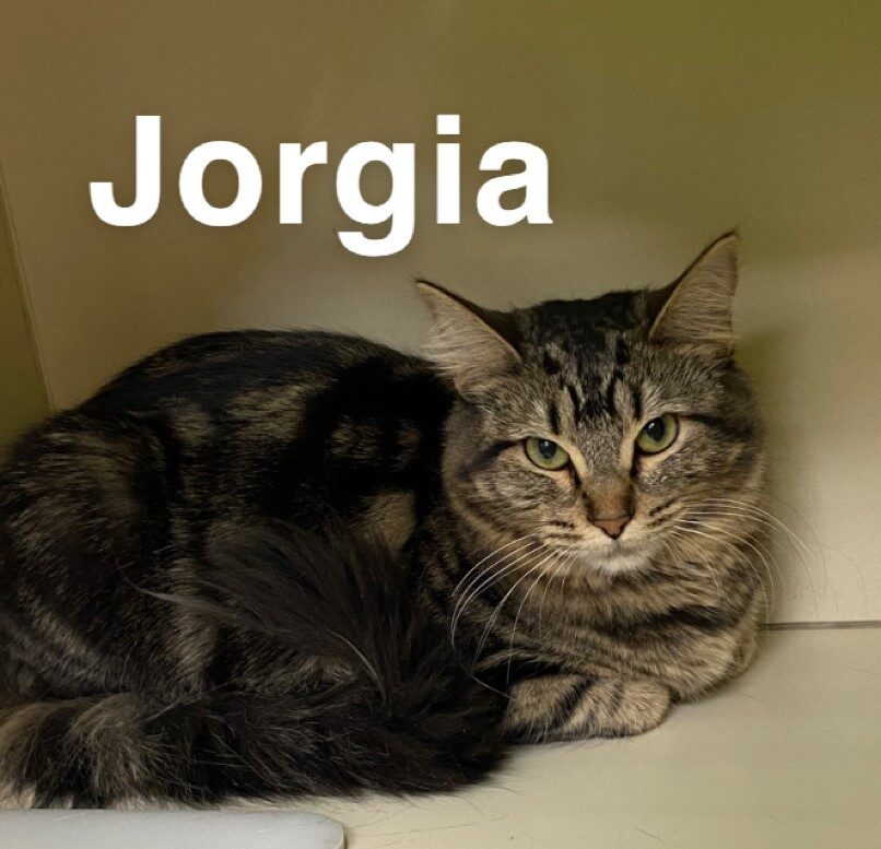 Jorgia - Fond du Lac Humane Society