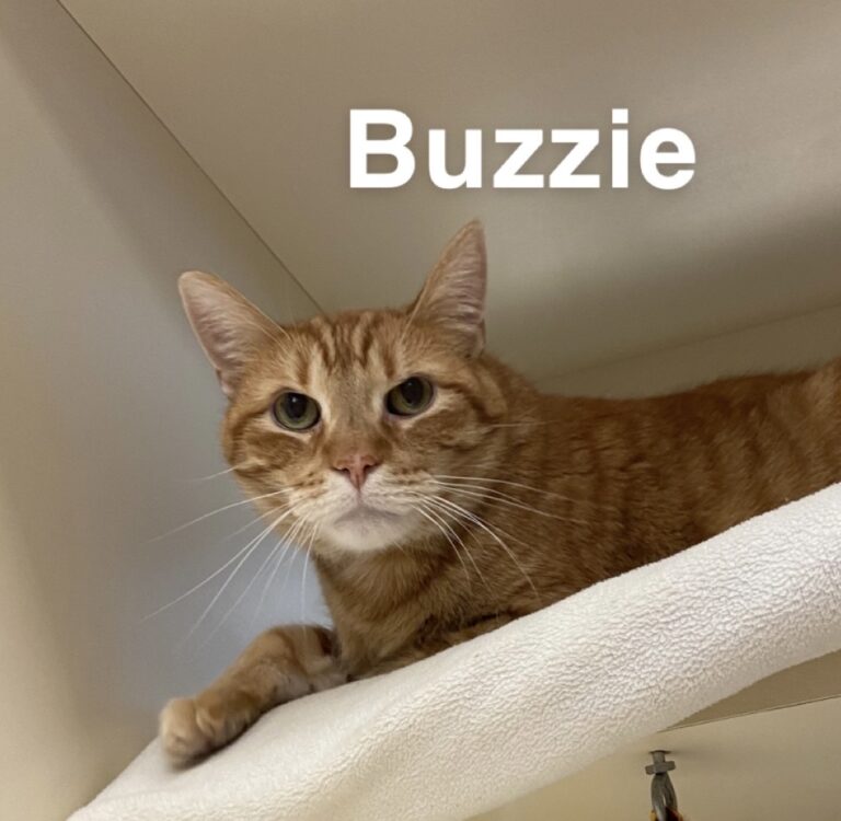 Buzzie - Fond du Lac Humane Society