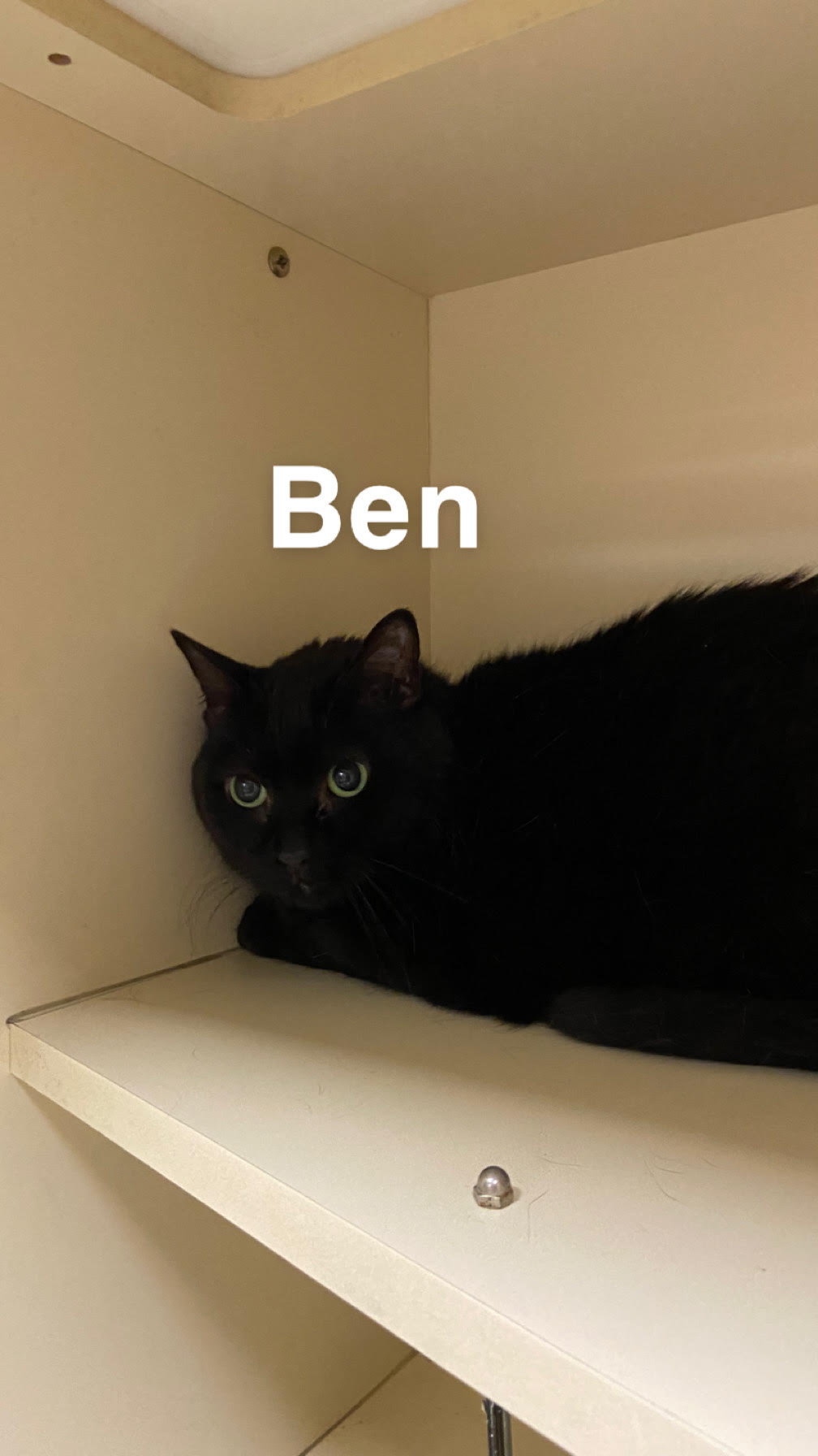 Cats Archives - Fond du Lac Humane Society