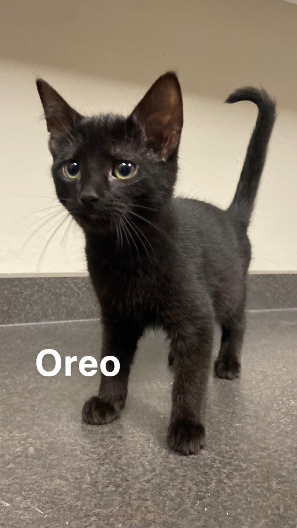 Oreo - Fond du Lac Humane Society