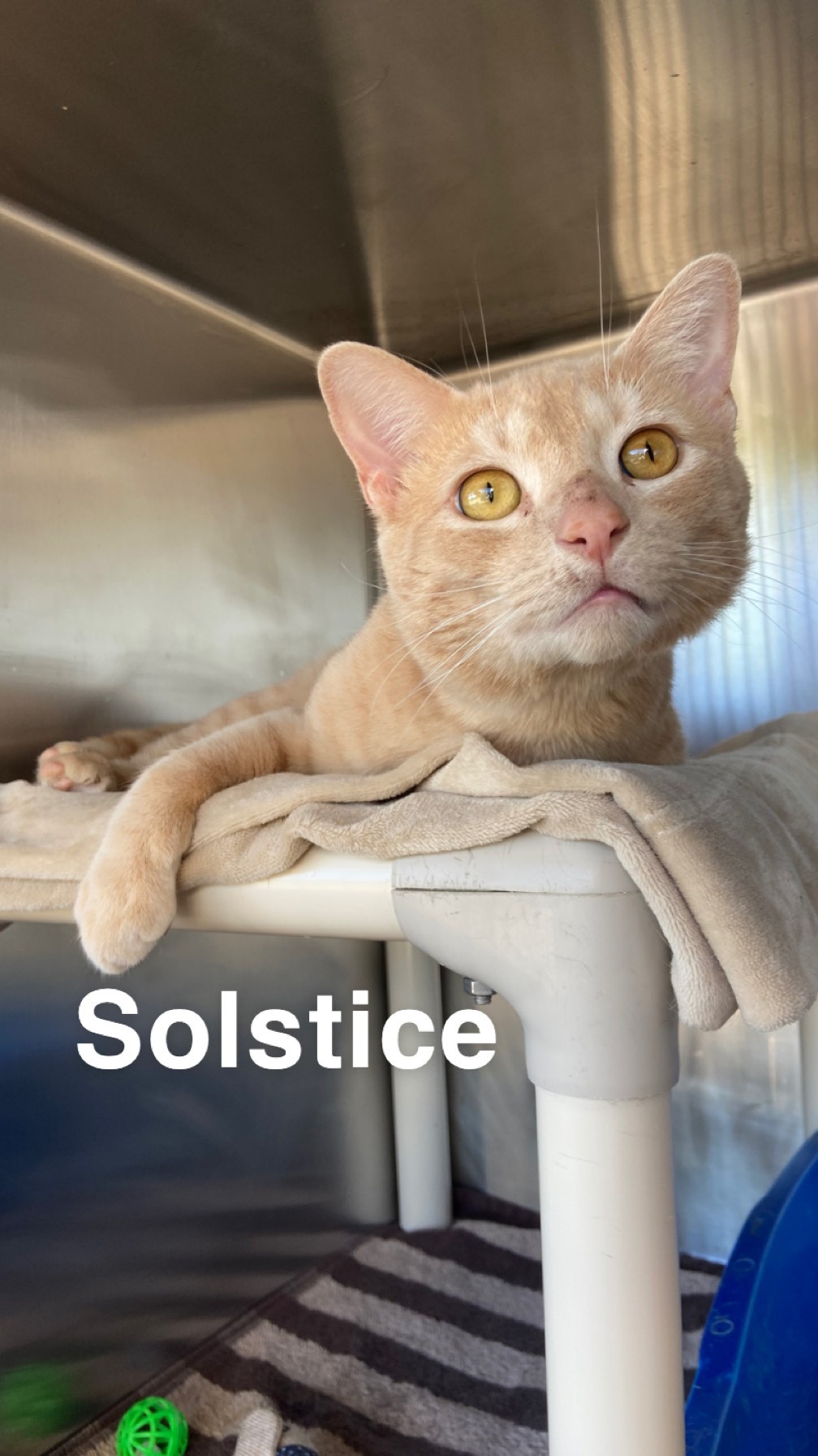 Cats Archives - Fond du Lac Humane Society