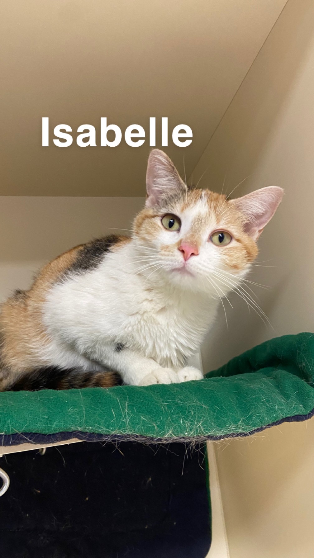 Cats Archives - Fond du Lac Humane Society