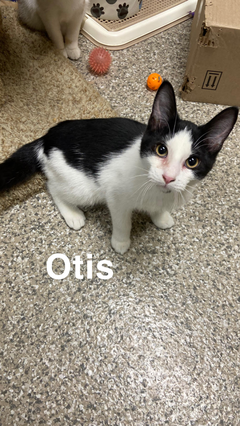 Cats Archives - Fond du Lac Humane Society