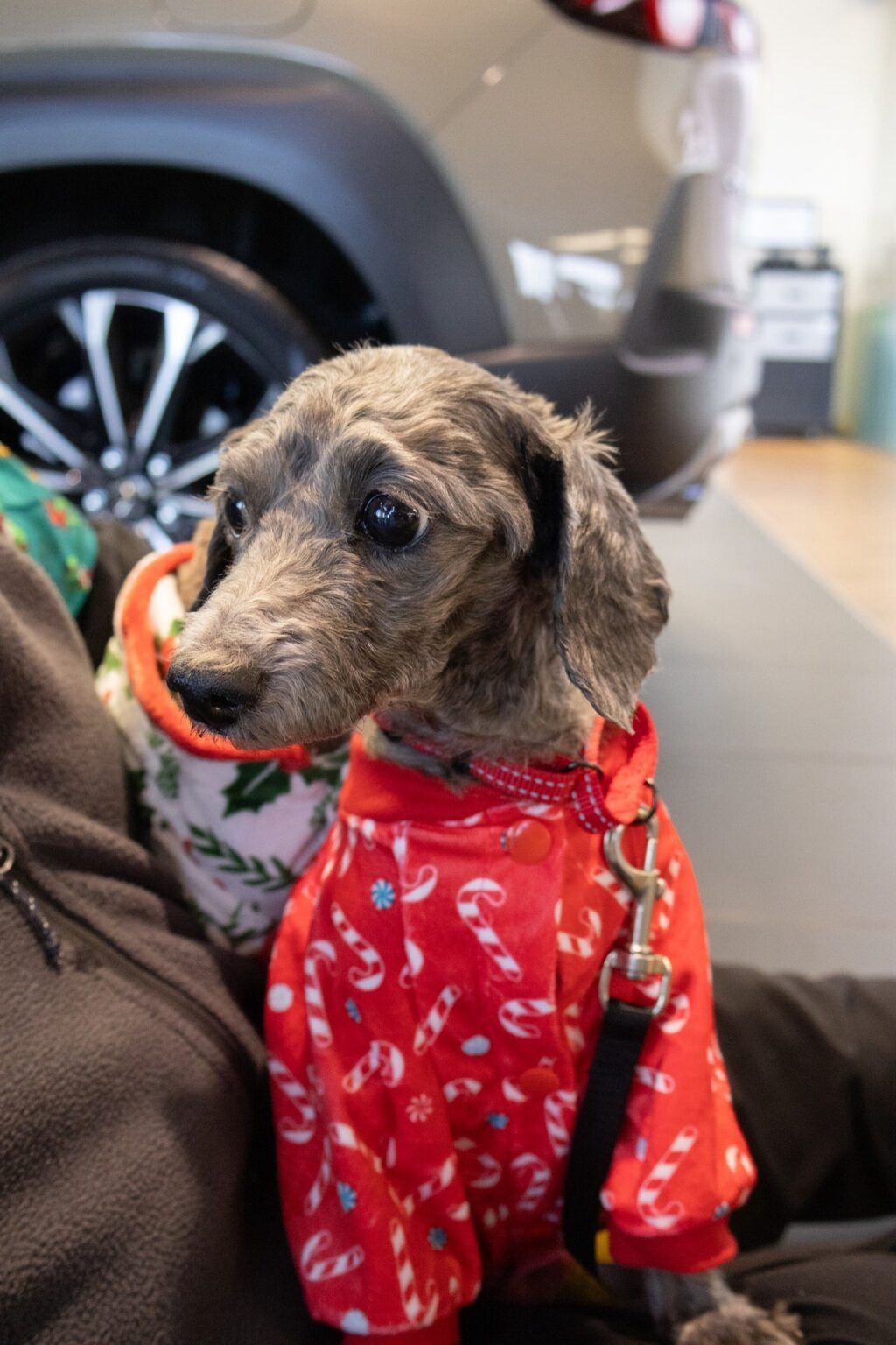 Hope - Fond du Lac Humane Society