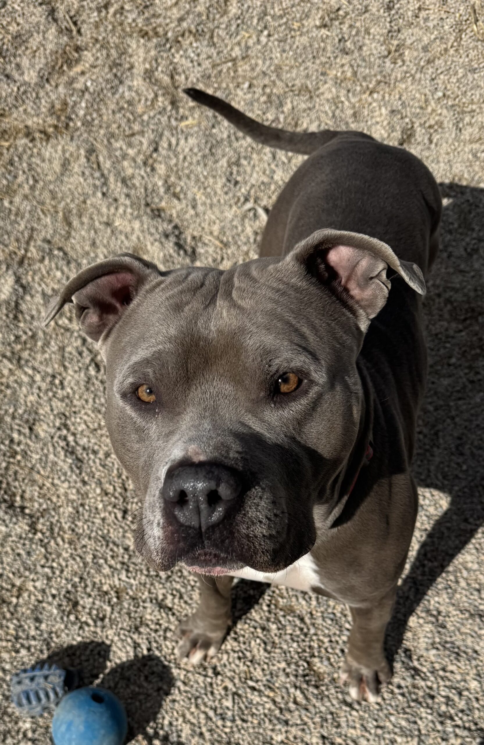 Dogs Archives - Fond du Lac Humane Society